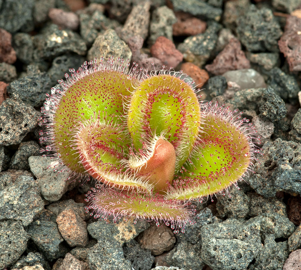 tuberous sundew, growth begins again - Drosera - Gesellschaft für ...