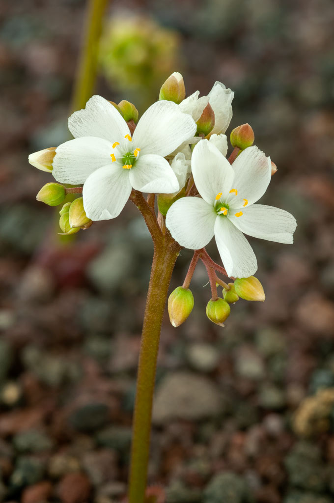 tuberous sundew, growth begins again - Drosera - Gesellschaft für ...