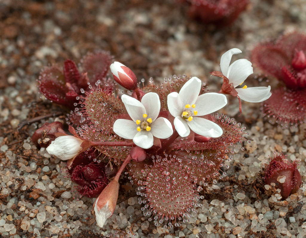 tuberous sundew, growth begins again - Drosera - Gesellschaft für ...