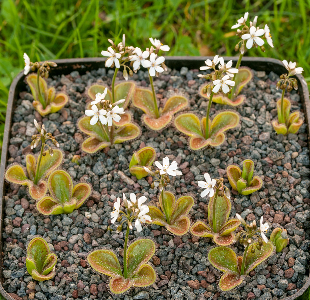 tuberous sundew, growth begins again - Drosera - Gesellschaft für ...