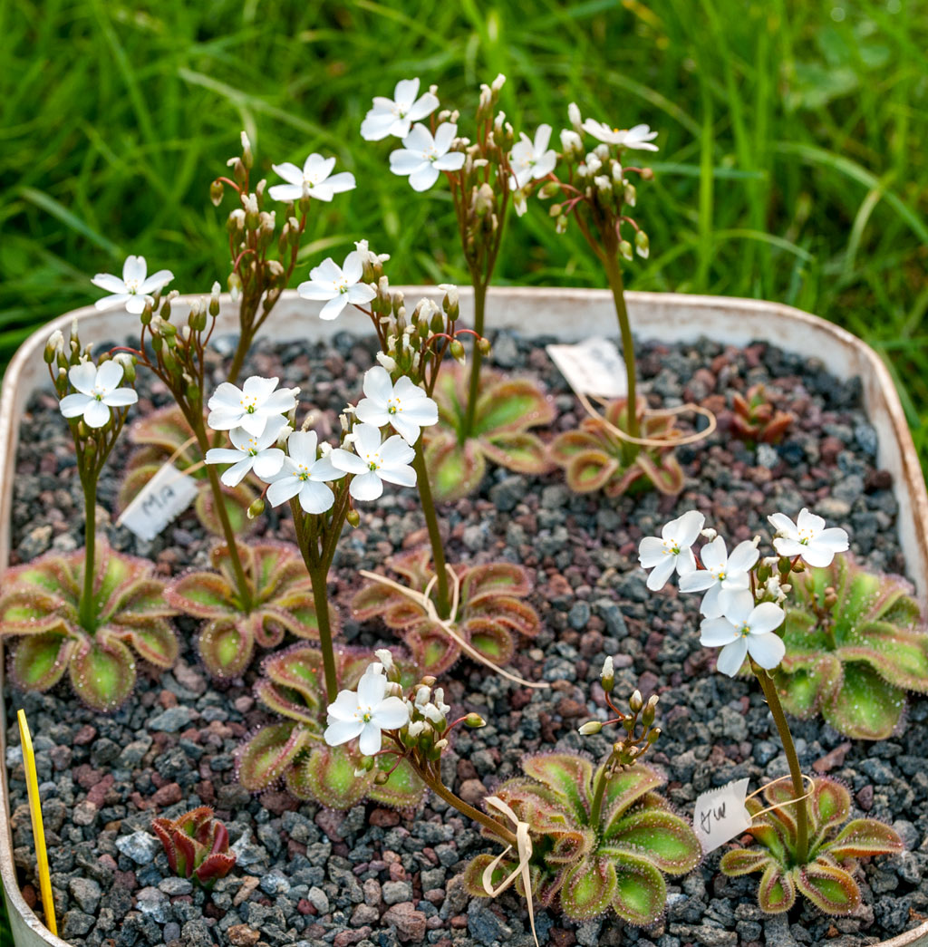 tuberous sundew, growth begins again - Drosera - Gesellschaft für ...