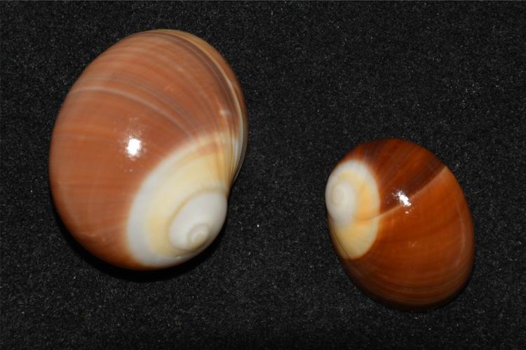 Polinices powisianus (Récluz, 1844)