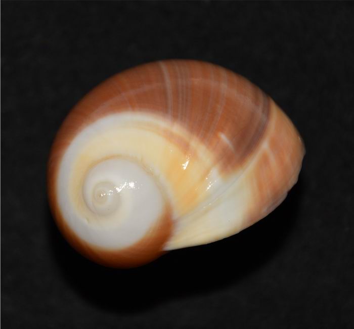 Polinices powisianus (Récluz, 1844)