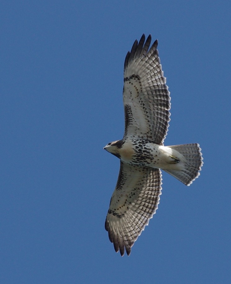 buse à queue rousse juvénile