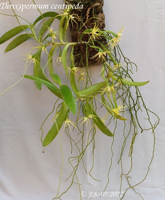 Thrixspermum centipeda