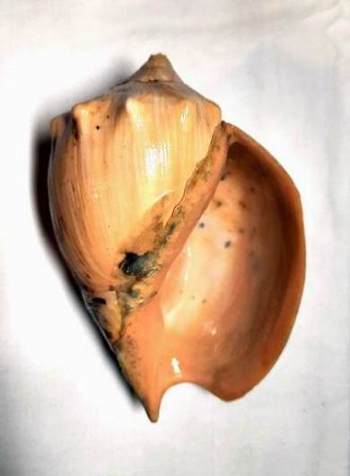 Volutidae Cymbiinae Adelomelonini Pachycymbiola brasiliana (Lamarck,1811)