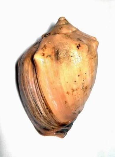 Volutidae Cymbiinae Adelomelonini Pachycymbiola brasiliana (Lamarck,1811)