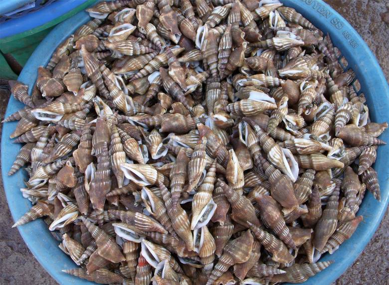 Doxander 0perosus (Röding, 1798) syn. Doxander vittatus apicatus - (Man ...