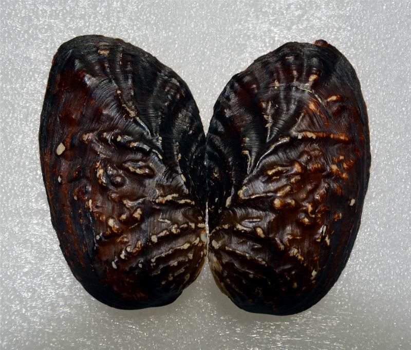 Lamprotula leaii (Gray in Griffith & Pidgeon, 1833)