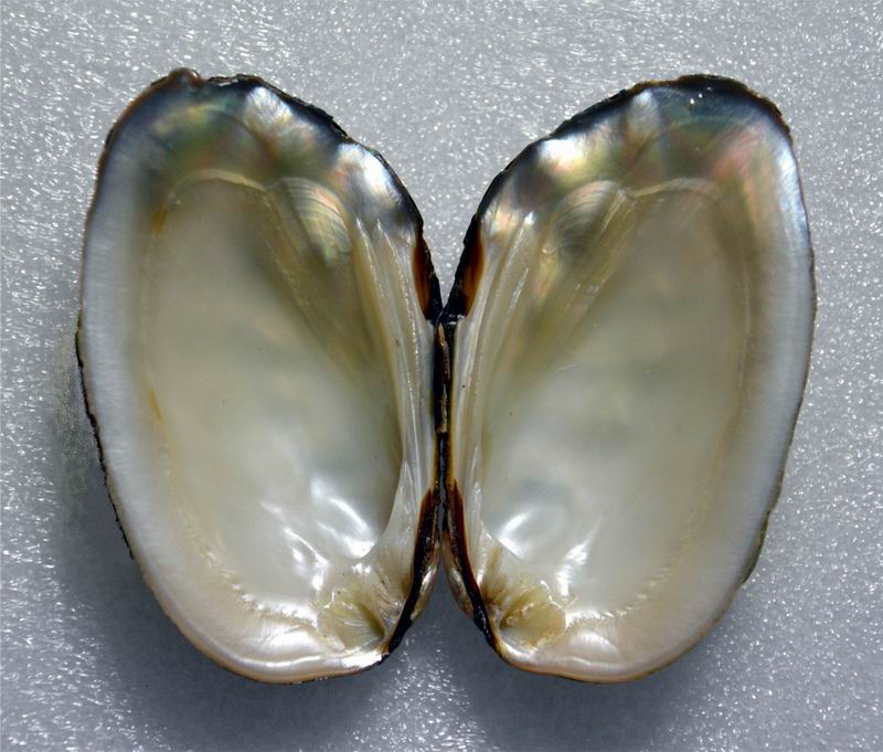 Lamprotula leaii - (Gray in Griffith & Pidgeon, 1833)