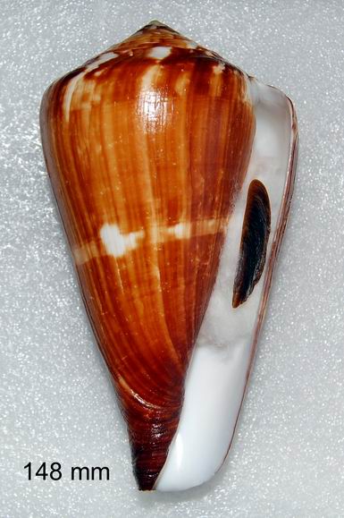 Conus (Rhizoconus) vexillum Gmelin, 1791 - Page 4