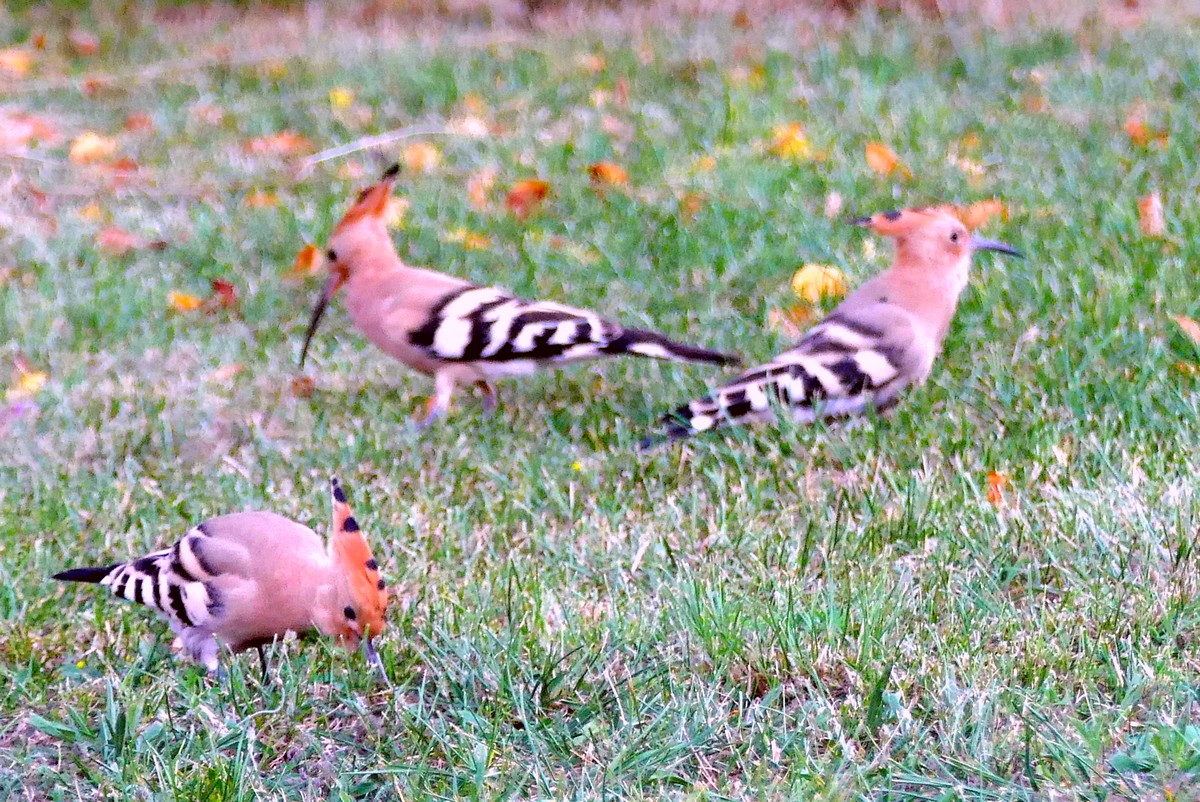 Incroyable mais néamoins vrai