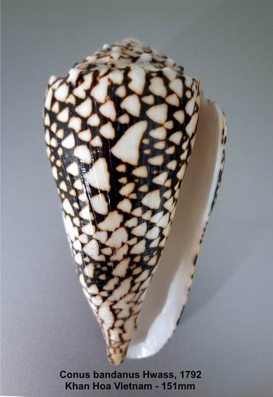 Conus (Conus) bandanus Hwass in Bruguière, 1792 - Page 3