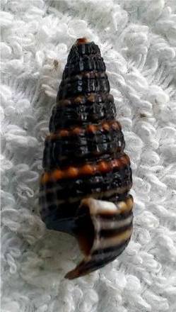 Potamididae - Pirenella cingulata (Gmelin, 1791)