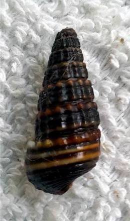 Potamididae - Pirenella cingulata (Gmelin, 1791)