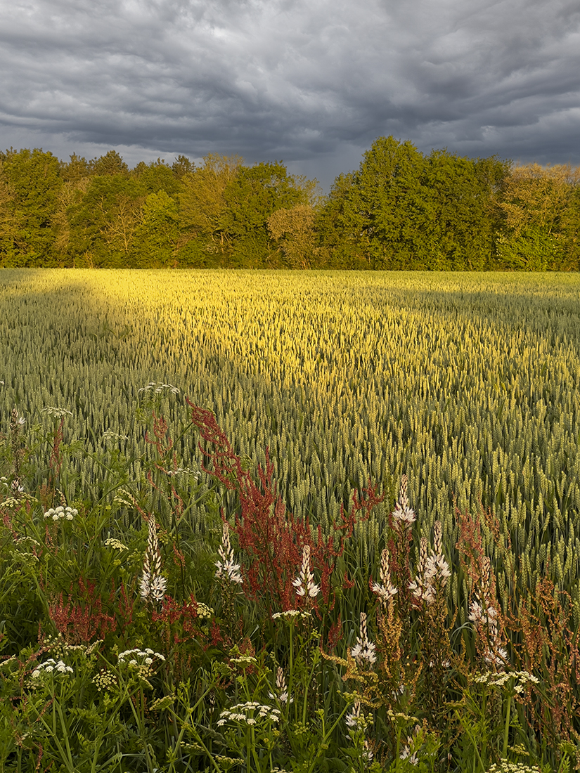 VIV1 5777 3.jpg - Casimages.com