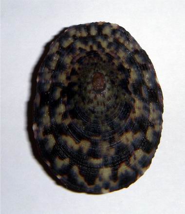 Identification d'un Cellana N° 2