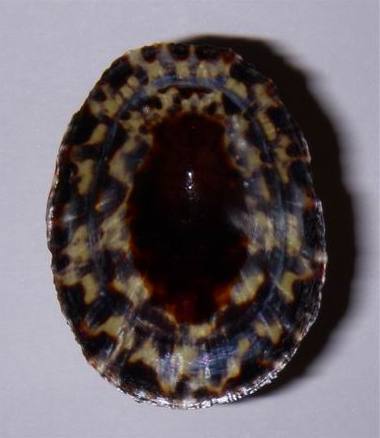 Identification d'un Cellana N° 2