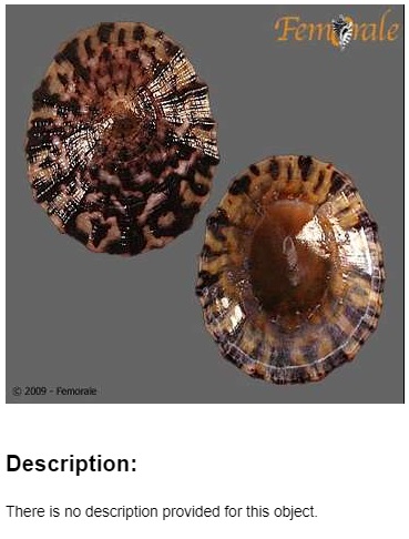 Identification d'un Cellana N° 2