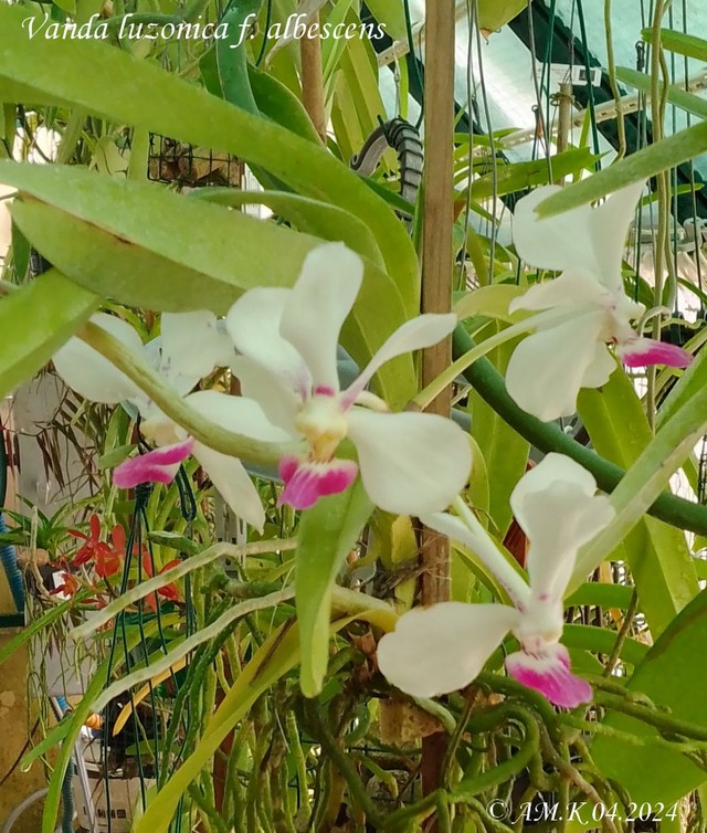 Vanda luzonica f. albescens