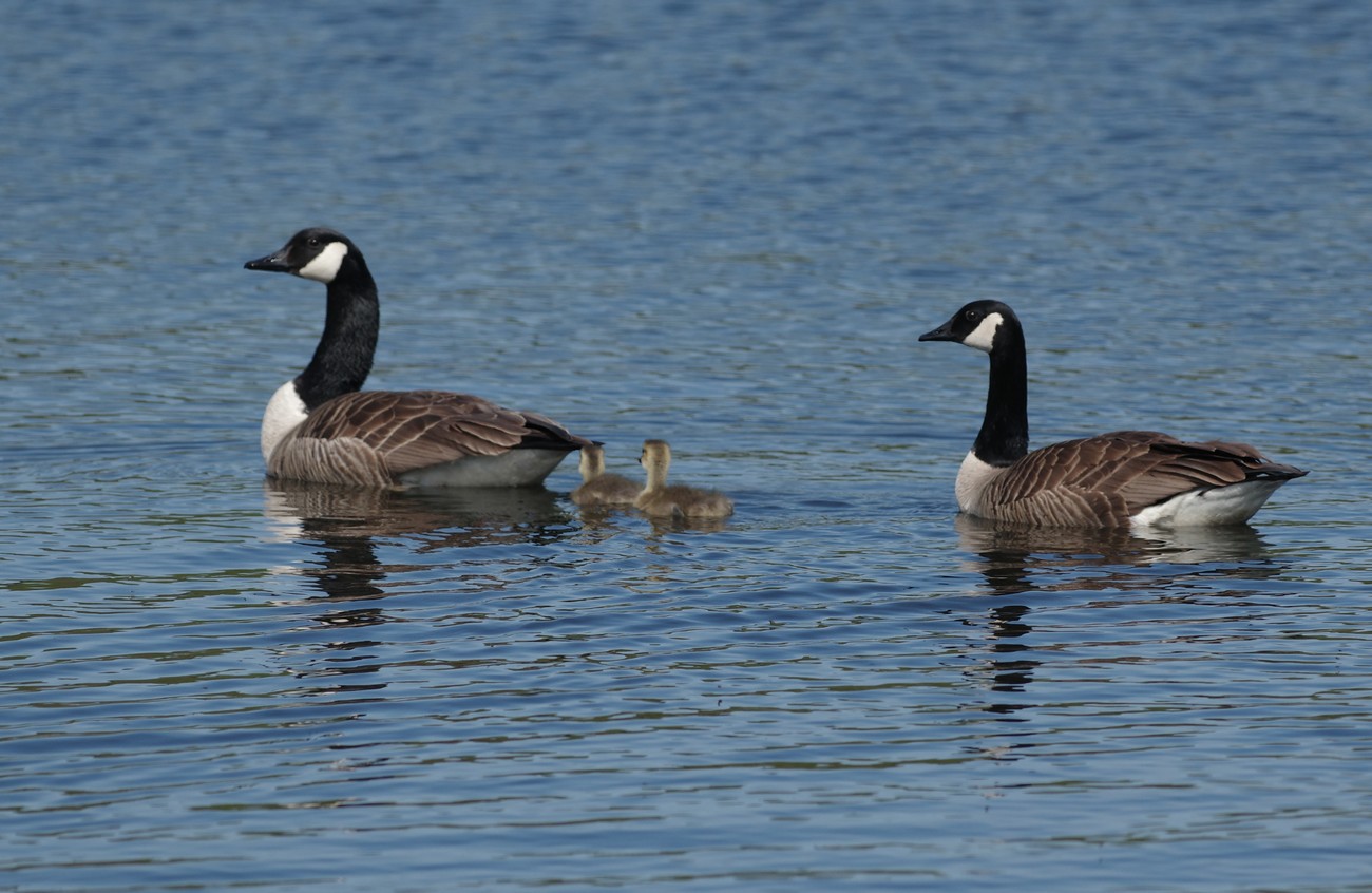 famille de bernache du canada
