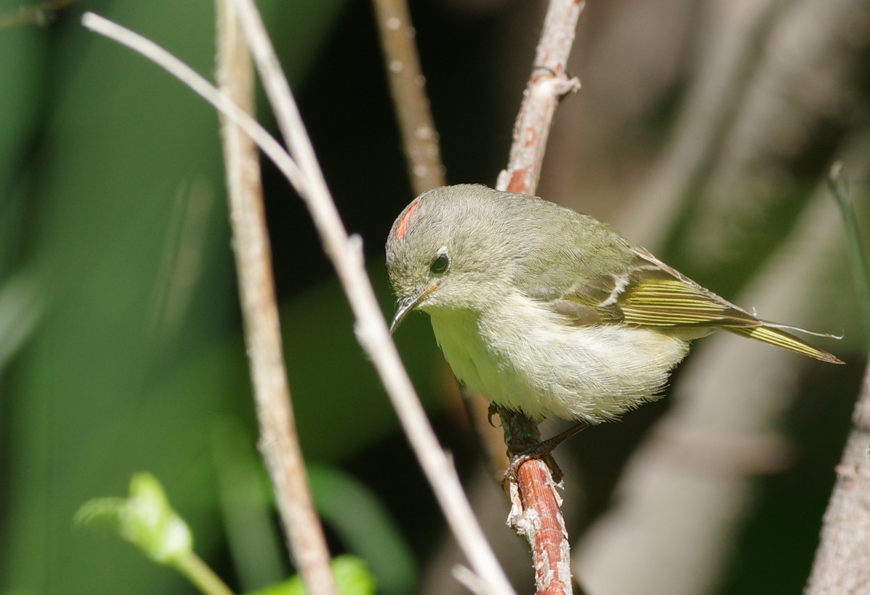 roitelet couronne rubis