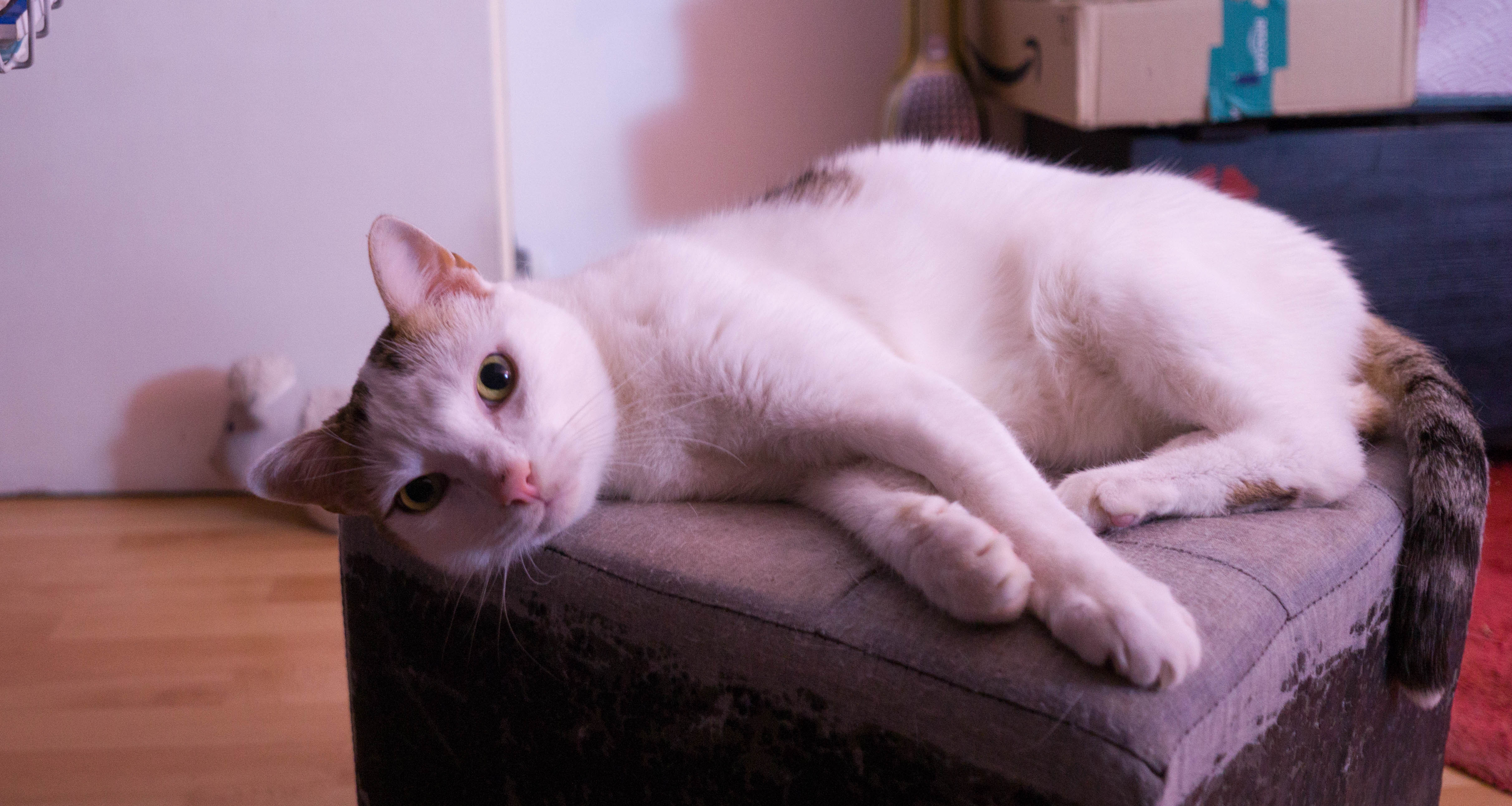 Esclaves de chats - CAGNOTTE Chats du dehors [Chats] - Page : 8302 ...