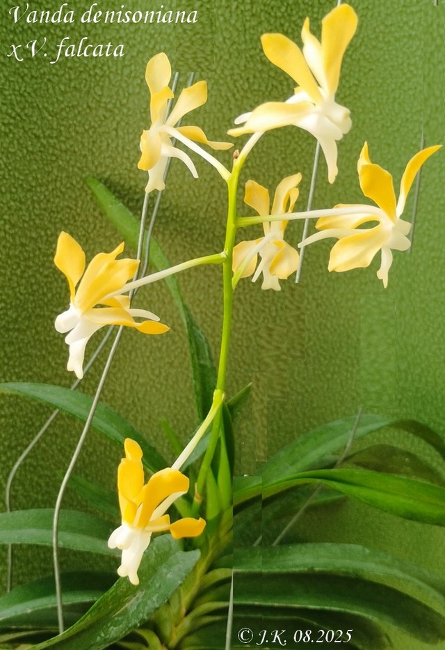 Vanda denisoniana x Vanda falcata