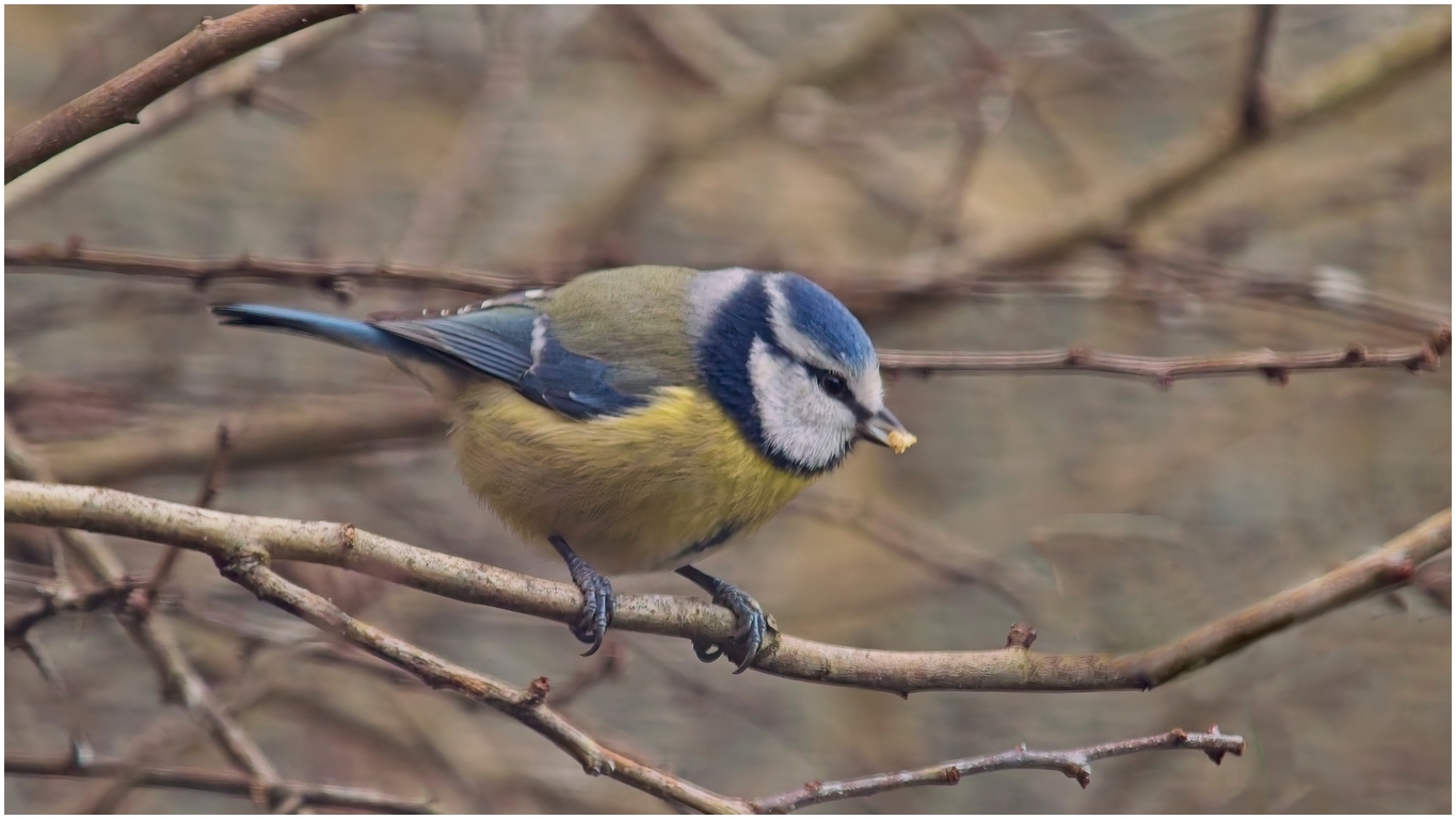 Mésange bleue